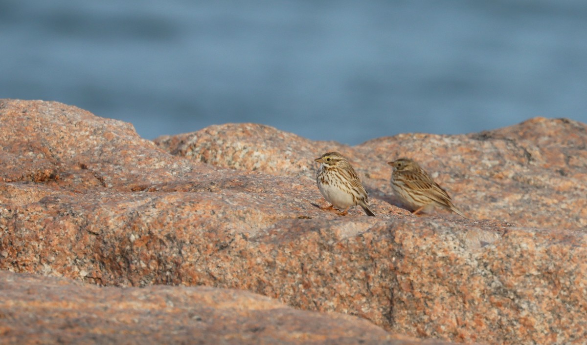New York Breeding Bird Atlas Checklist - 15 Mar 2024 - Shinnecock Inlet ...