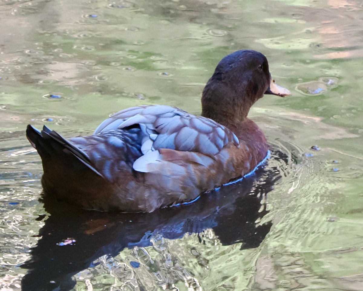 eBird Checklist - 11 Mar 2024 - Rotary Park (Margaret River) - 14 ...