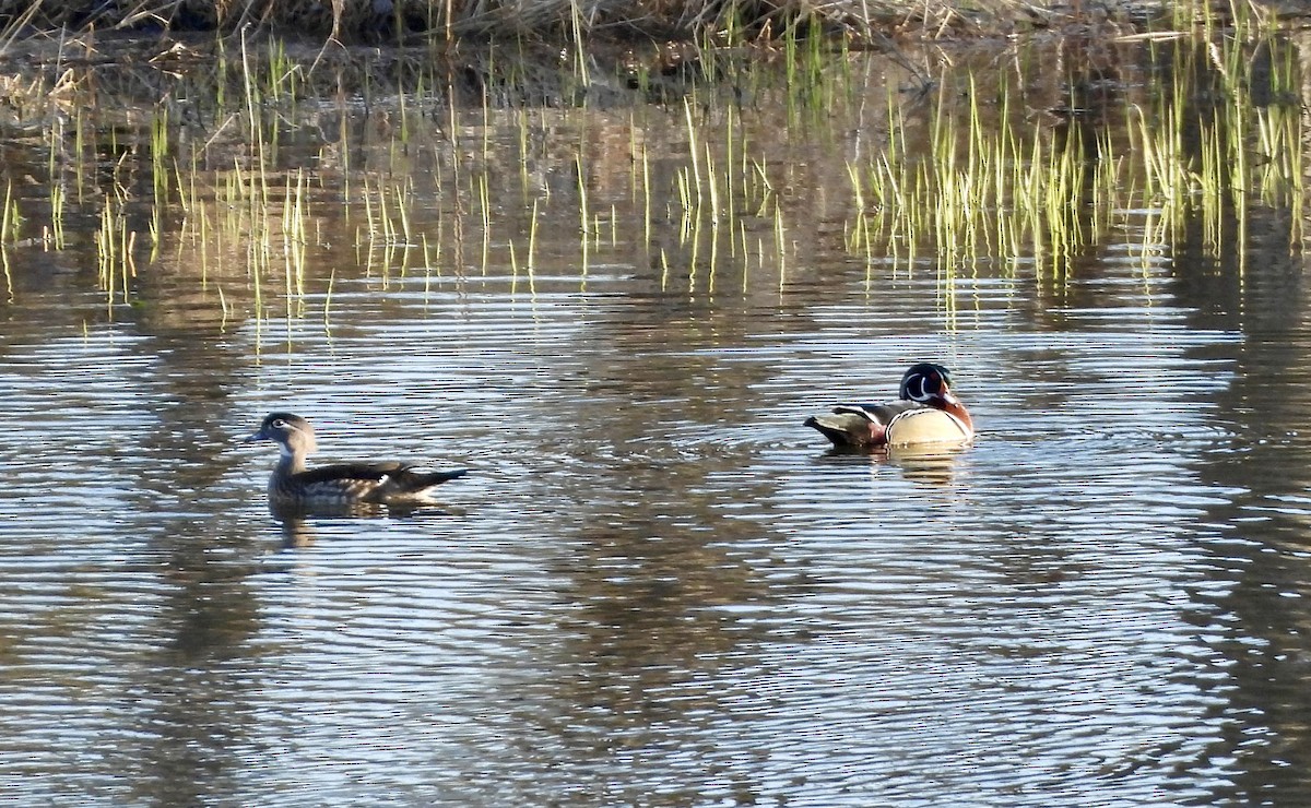 eBird Checklist - 15 Mar 2024 - Richard Bong SRA--Nature Center & Trail ...