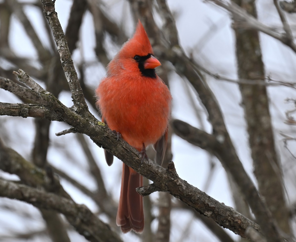 eBird Québec Checklist - 16 Mar 2024 - De ma cour - 14 species