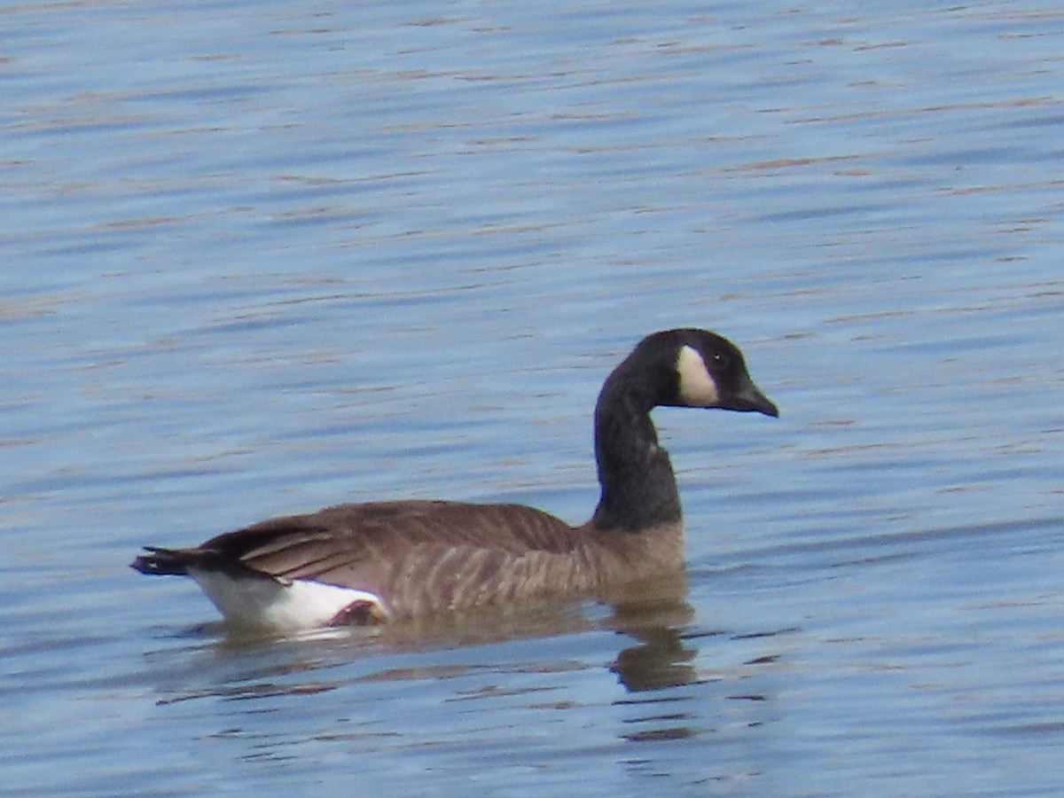 eBird Checklist - 16 Mar 2024 - Lee Kay Ponds - 35 species