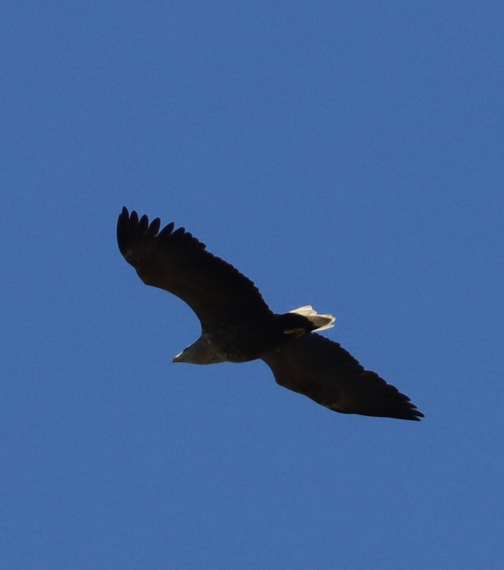 eBird Checklist - 15 Mar 2024 - Presidio--Battery Godfrey - 10 species