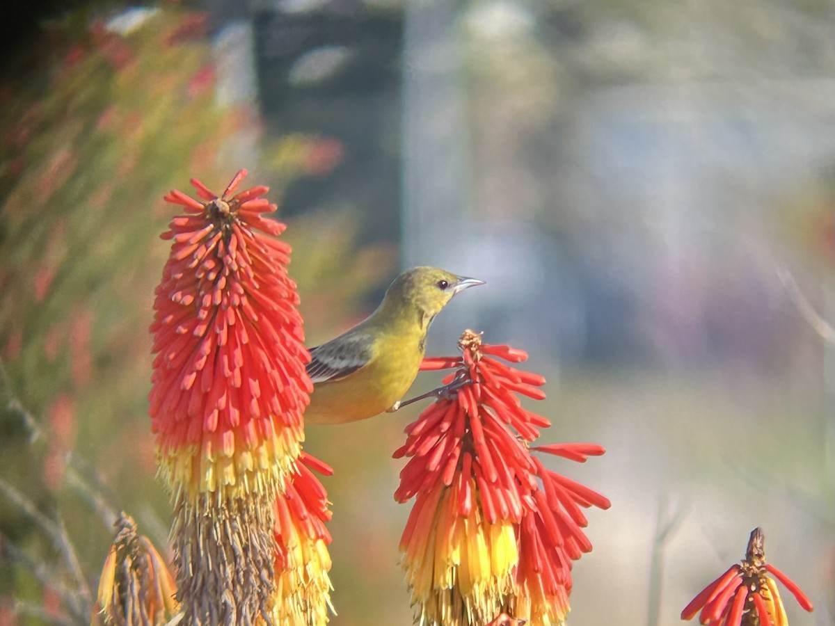 eBird Checklist - 16 Mar 2024 - UC Davis--Arboretum - 24 species