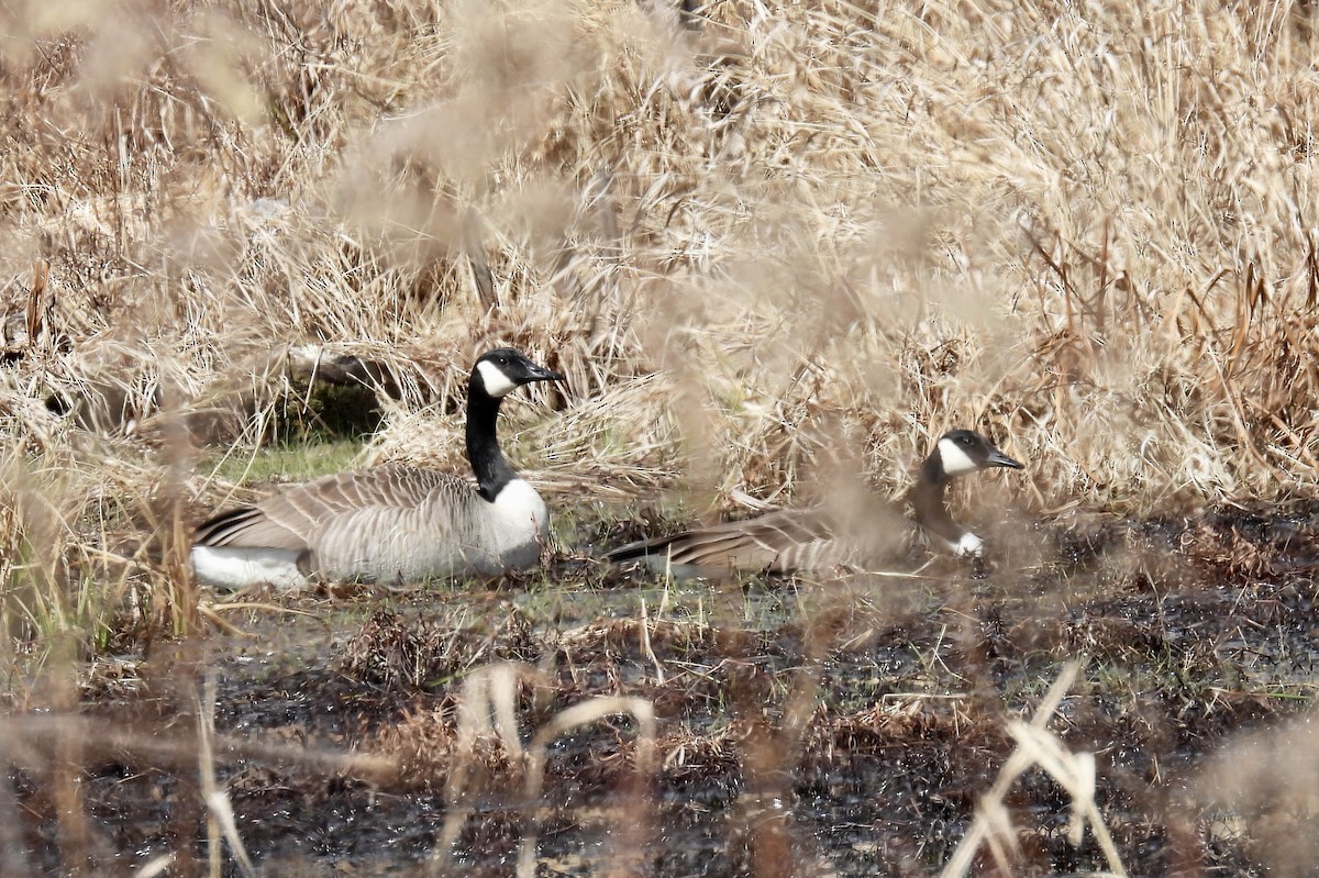 Pennsylvania Bird Atlas Checklist - 16 Mar 2024 - Game Commission Maintenance Building - 19 species