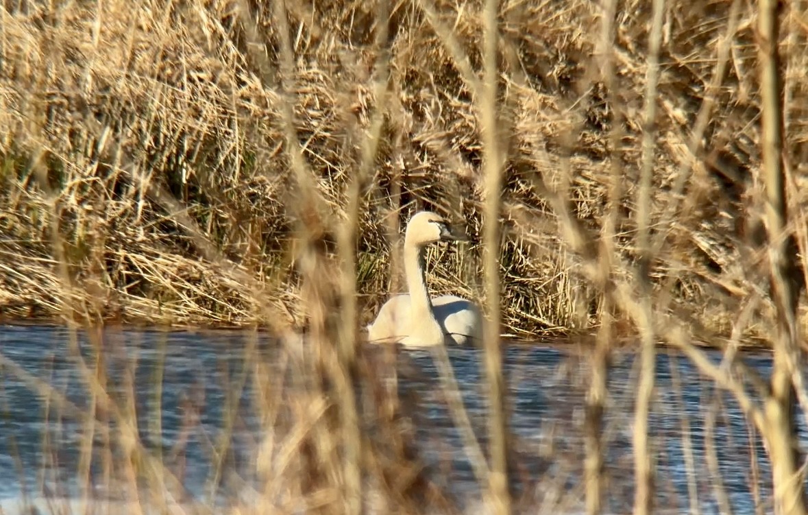 Pennsylvania Bird Atlas Checklist - 16 Mar 2024 - Tionesta Boat Launch - 12 species