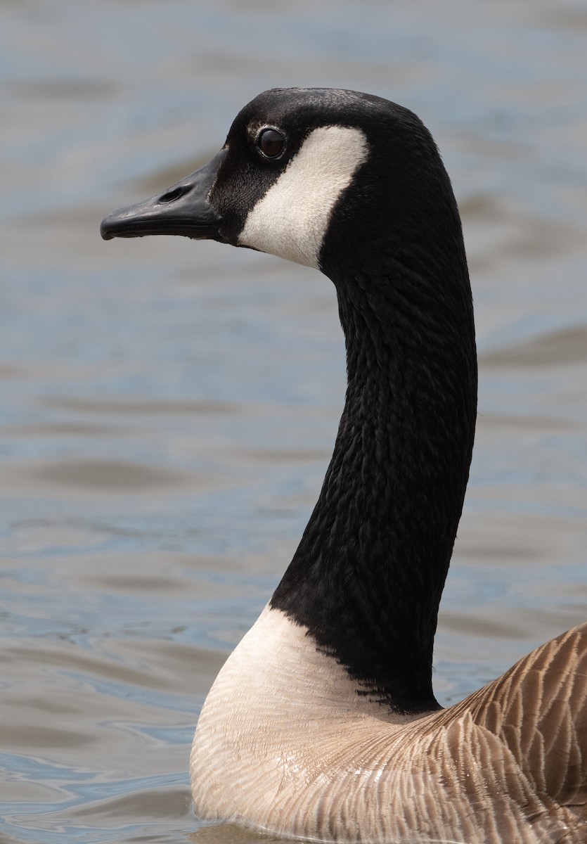 eBird Checklist - 16 Mar 2024 - IRWD San Joaquin Marsh & Wildlife ...