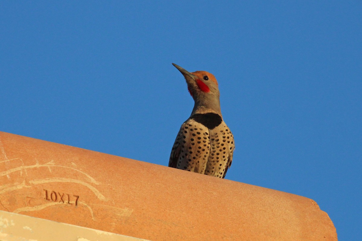 Northern/Gilded Flicker - eBird