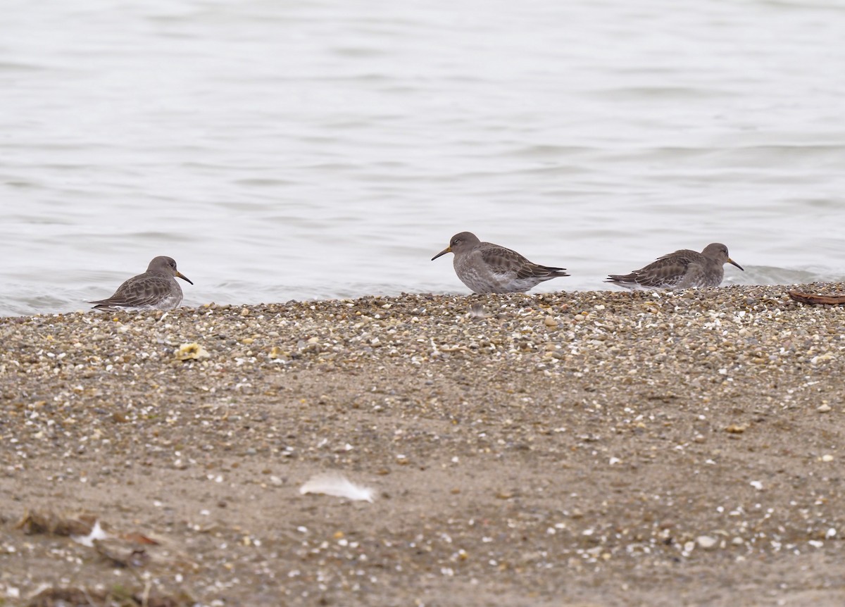 Pennsylvania Bird Atlas Checklist - 15 Mar 2024 - Presque Isle SP--Gull Pt. - 35 species