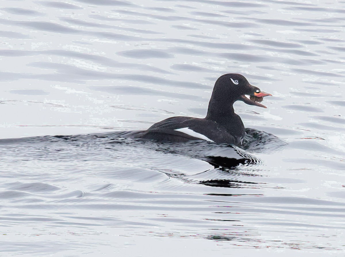 eBird Checklist - 16 Mar 2024 - Unalaska Is.--Captain's Bay - 26 species