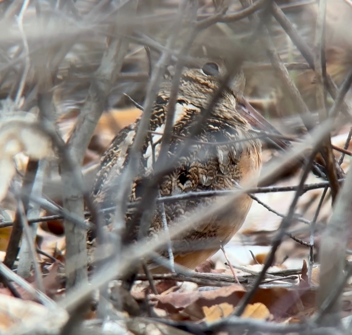 Pennsylvania Bird Atlas Checklist - 15 Mar 2024 - Allegheny NF ...