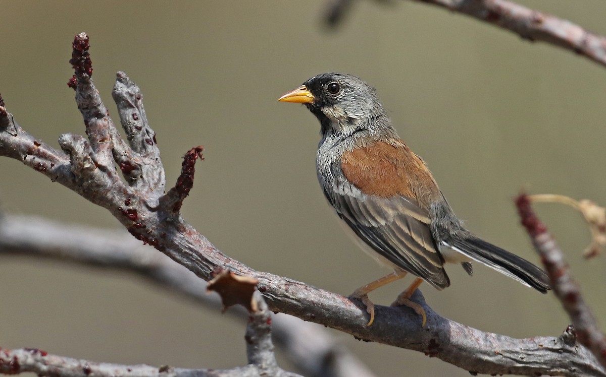 Buff-bridled Inca-Finch - Incaspiza laeta - Birds of the World