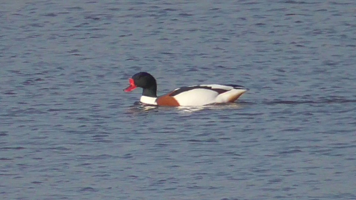 eBird Checklist - 16 Mar 2024 - RSPB Middleton Lakes - 55 species (+1 ...