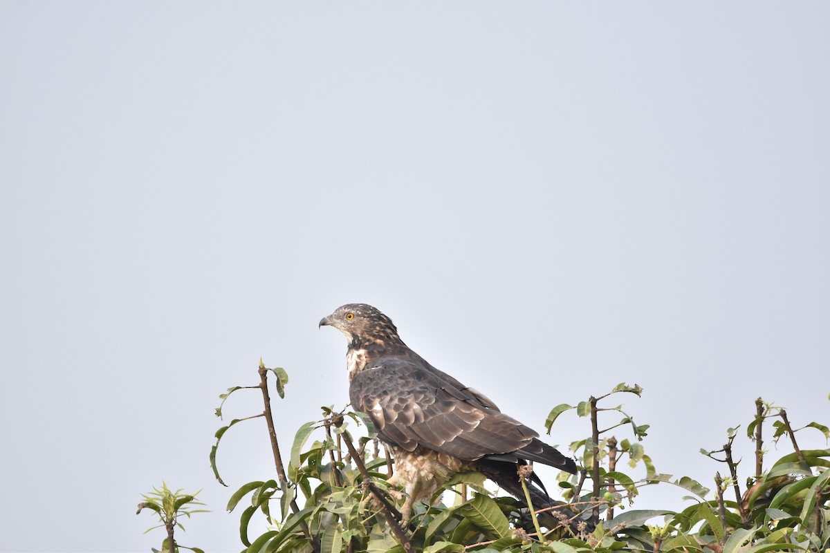 eBird Checklist - 17 Mar 2024 - GKVK Campus--Botanical Garden - 50 species