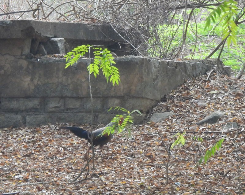 eBird India Checklist - 17 Mar 2024 - Robertsonpet, Karnataka, IN (12. ...