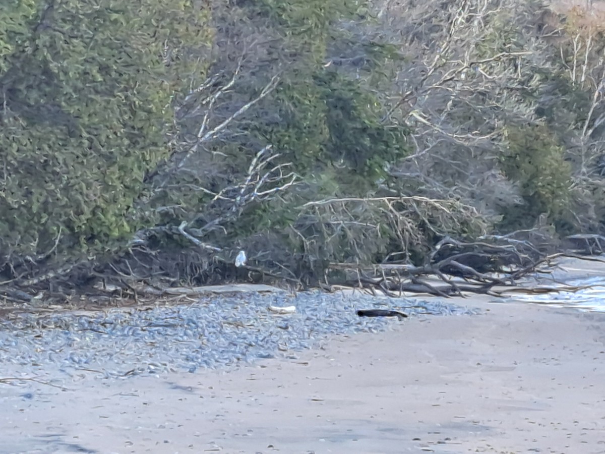 eBird Checklist - 12 Mar 2024 - Sleeping Bear Bay north - 1 species