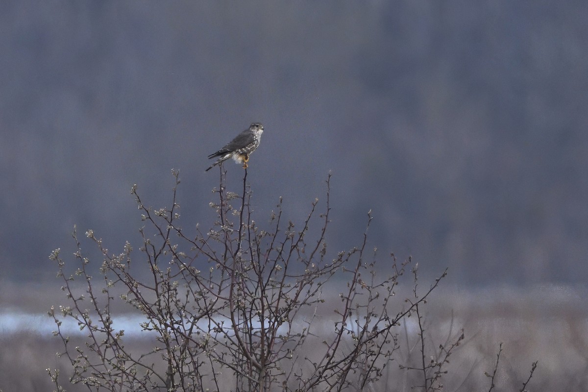 eBird Checklist - 13 Mar 2024 - Goose Pond FWA--GP10N - 6 species (+1 ...