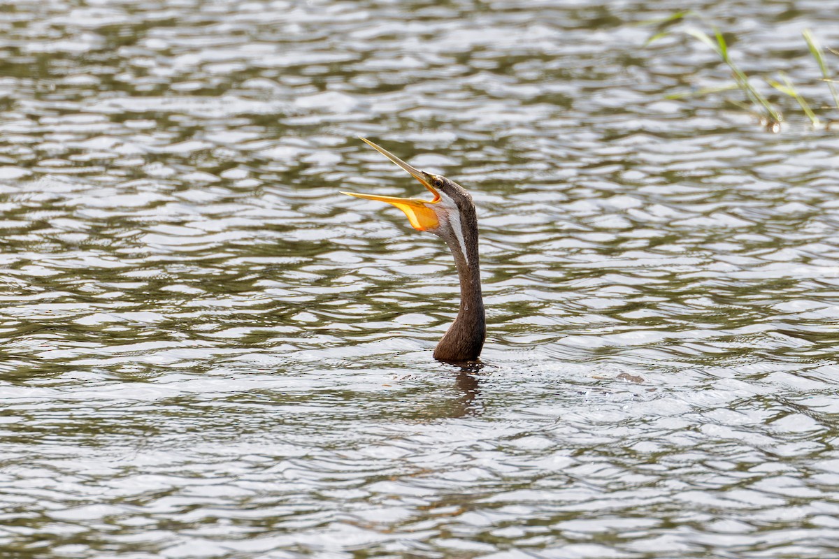 eBird Checklist - 17 Mar 2024 - Jabiru Park/Fearnley hide (Lake ...