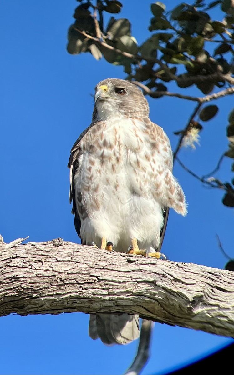 eBird Checklist - 16 Mar 2024 - Top of Kaloko Drive and Huehue Street ...