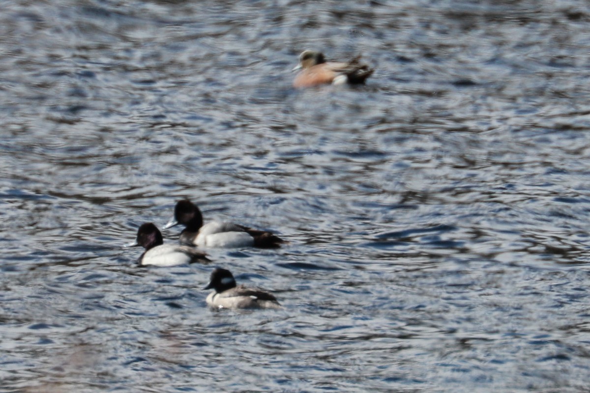 Pennsylvania Bird Atlas Checklist - 17 Mar 2024 - Black Moshannon State Park, Philipsburg US-PA ...