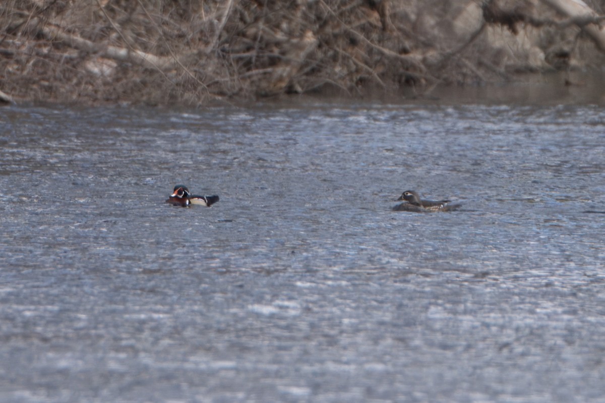 Pennsylvania Bird Atlas Checklist - 17 Mar 2024 - Bethlehem Canal Path - 22 species (+1 other taxa)