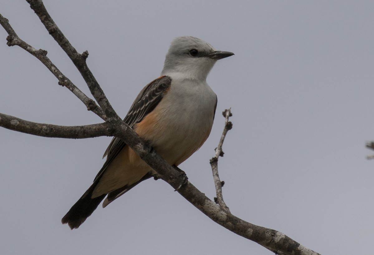 Western Kingbird x Scissor-tailed Flycatcher (hybrid) - eBird