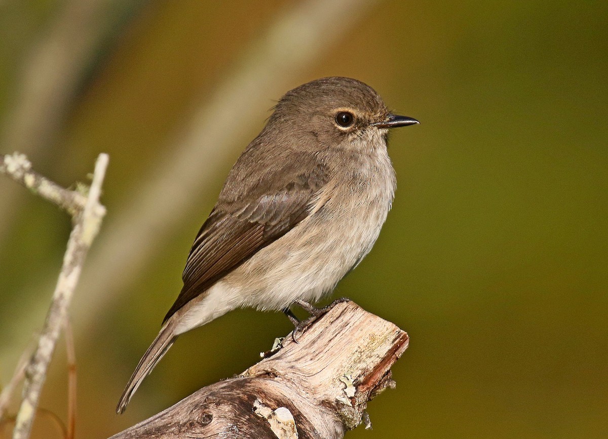 African Dusky Flycatcher - Muscicapa adusta - Birds of the World