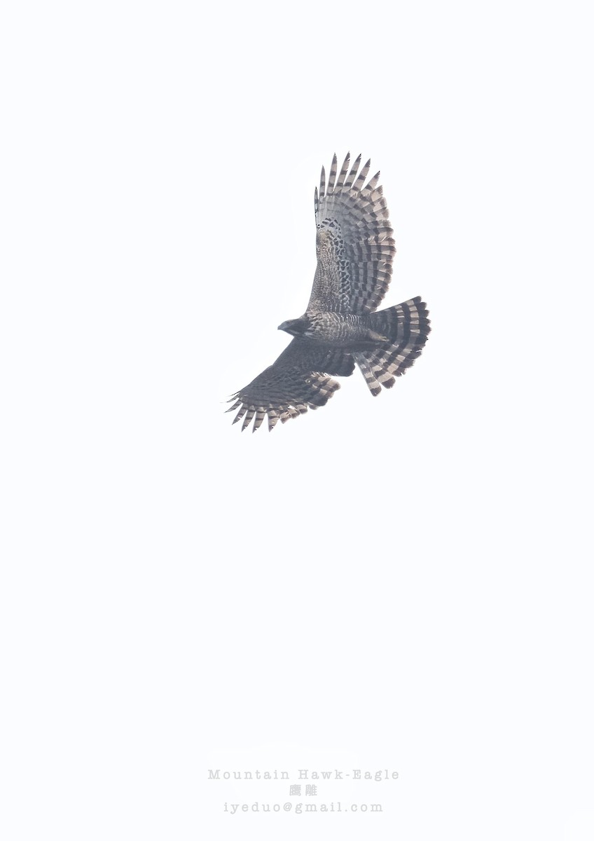 Mountain Hawk-Eagle (nipalensis) - eBird