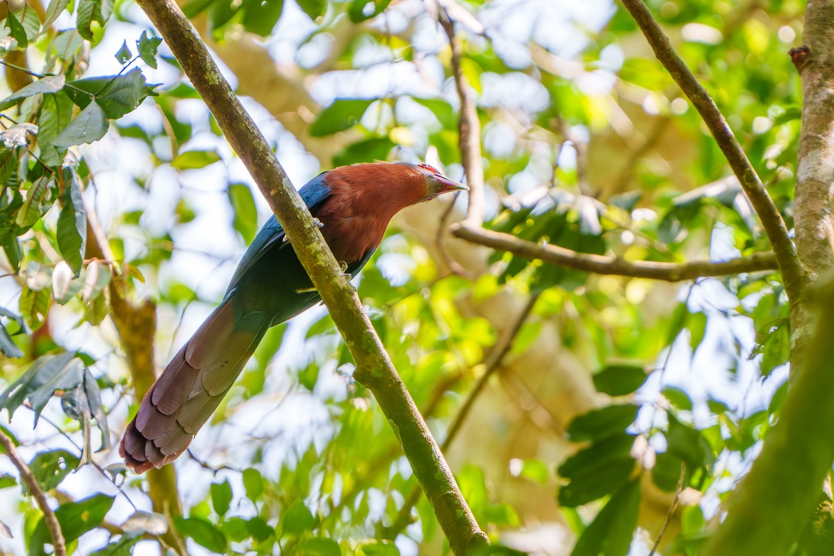 eBird Checklist - 17 Mar 2024 - Kaeng Krachan NP--stream crossings 1–3 ...