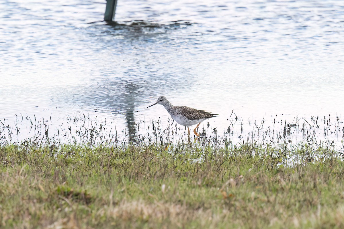 Pennsylvania Bird Atlas Checklist - 17 Mar 2024 - State Game Lands 214--Miller Ponds - 24 species