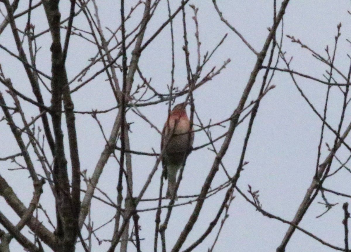 Pennsylvania Bird Atlas Checklist - 16 Mar 2024 - Buzzard Swamp Road ...