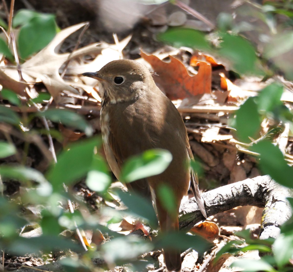 eBird Checklist - 11 Mar 2024 - Prairie Creek Park (Collin Co. portion ...
