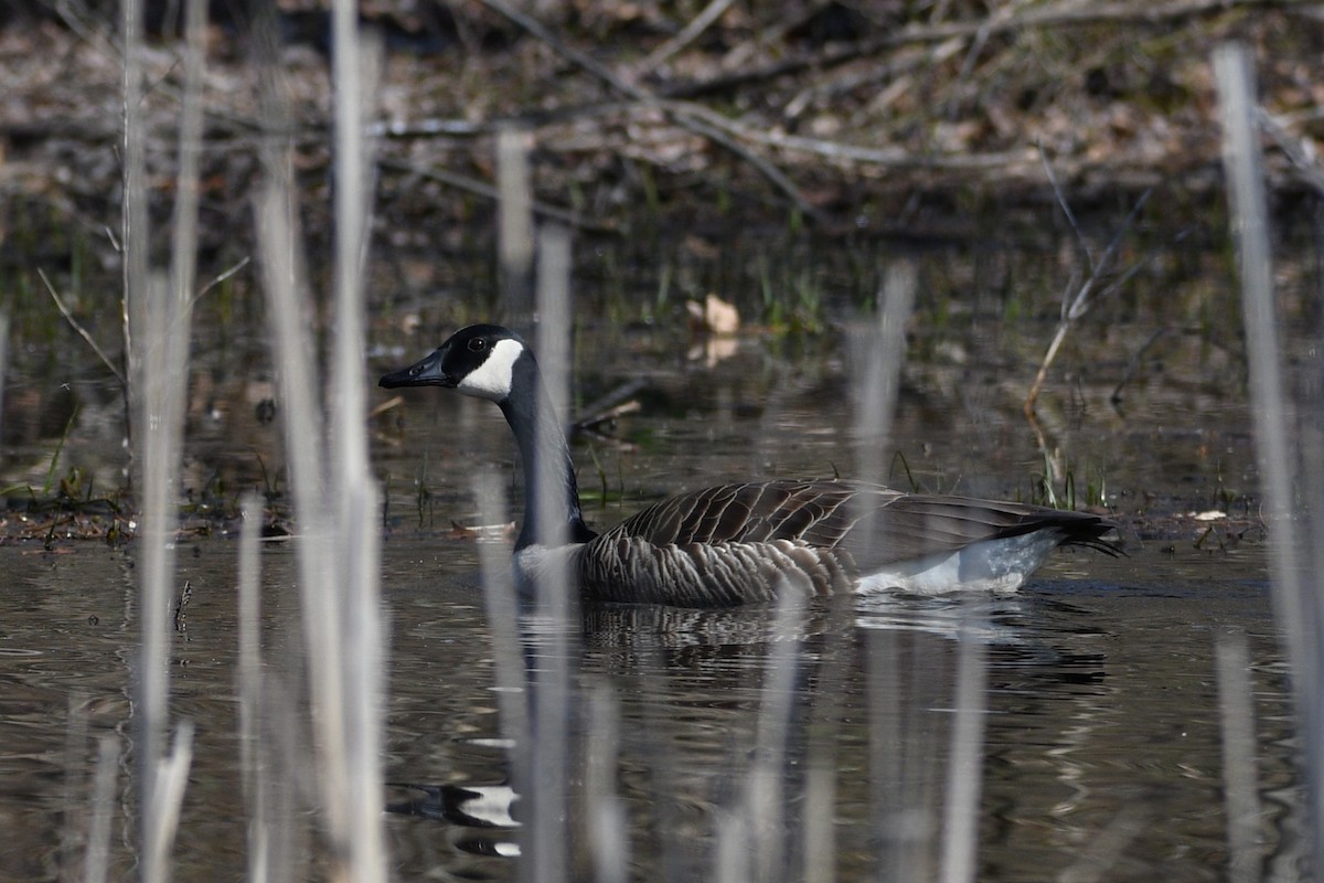 Pennsylvania Bird Atlas Checklist - 14 Mar 2024 - Dreamcatcher Farm - Home - 27 species