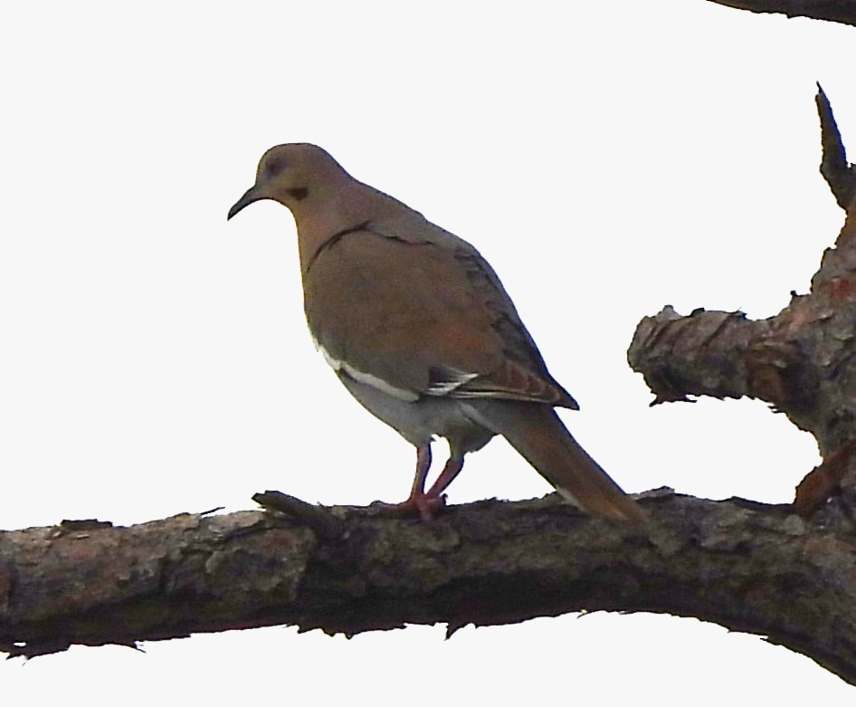 eBird Checklist - 18 Mar 2024 - Babcock-Webb WMA - 62 species