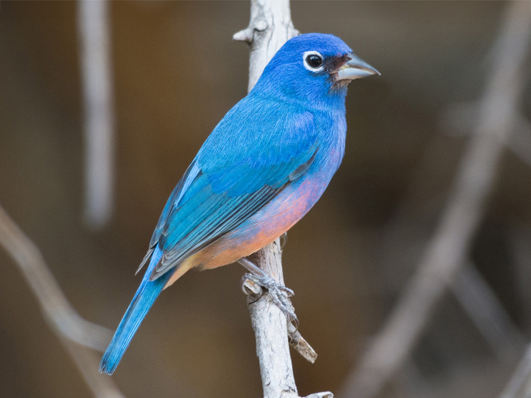 Passerin à ventre rose - eBird