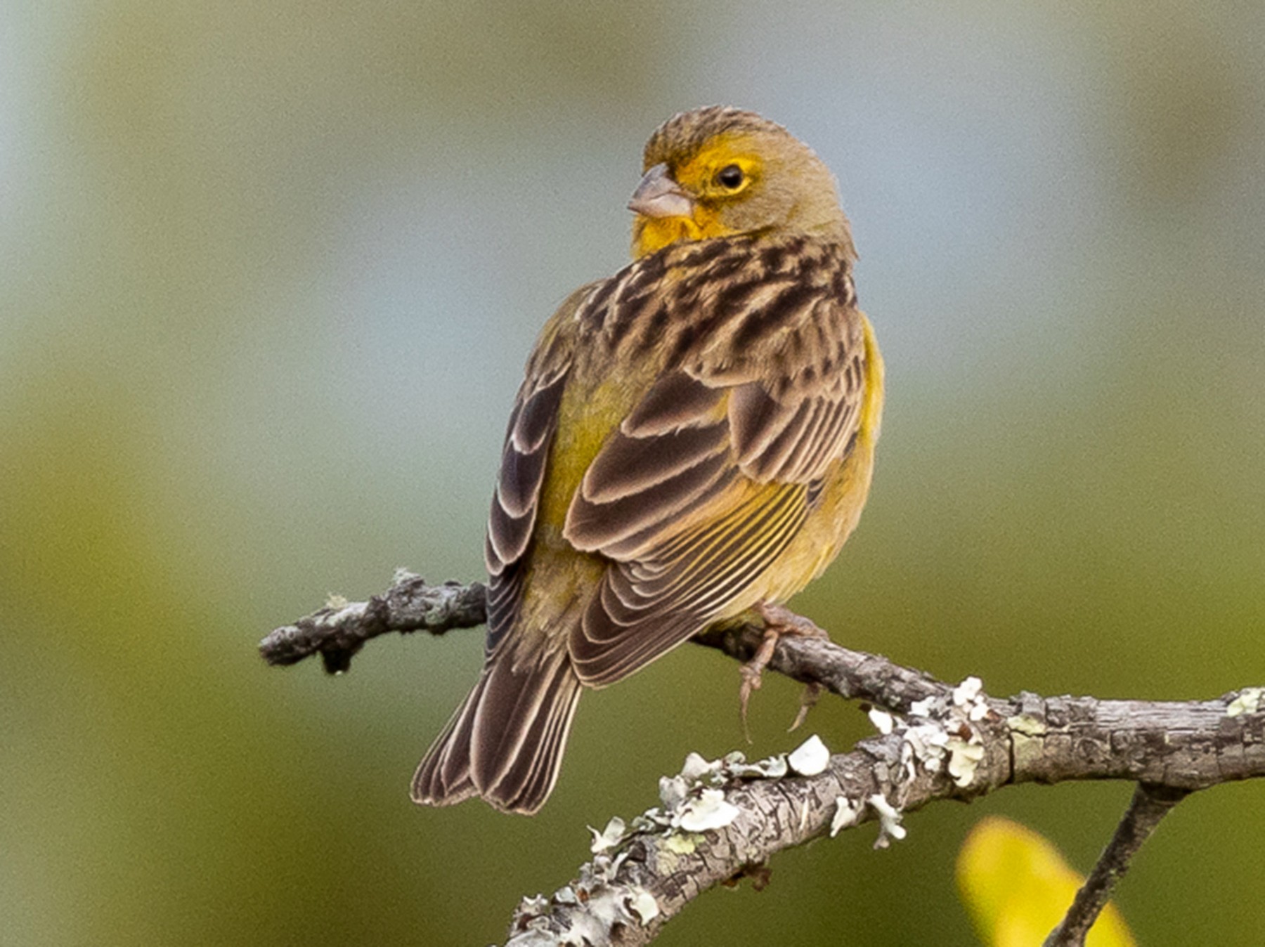 Grassland Yellow-Finch - eBird