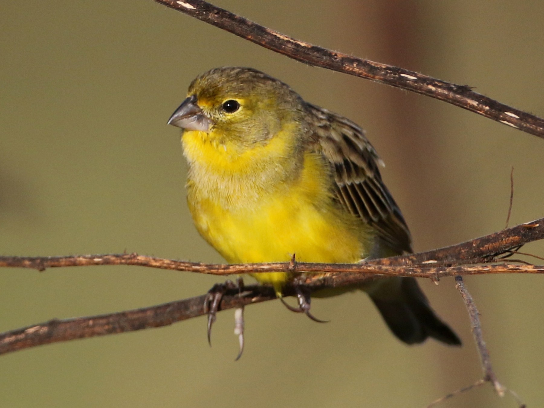 Grassland Yellow-Finch - eBird