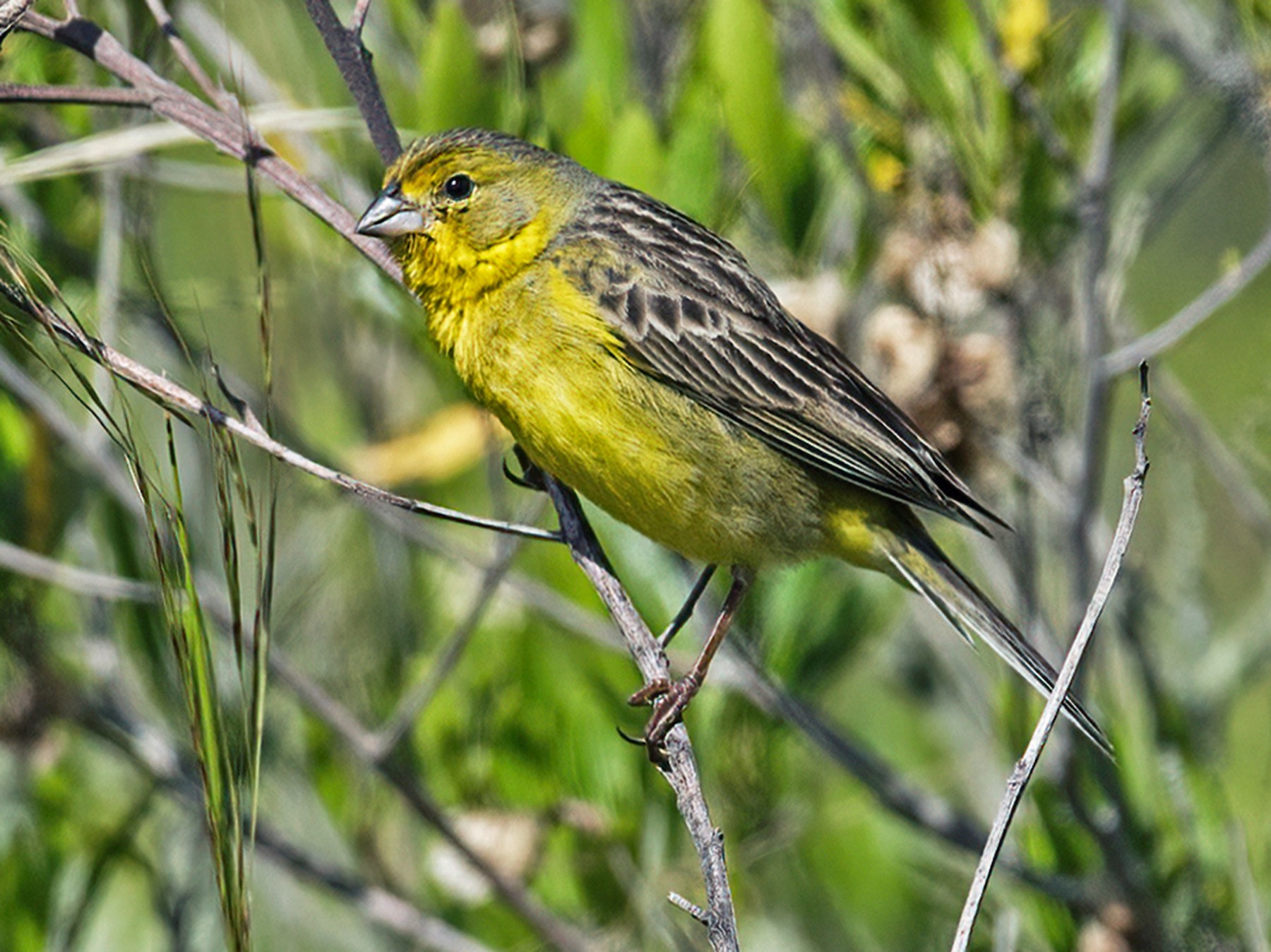 Grassland Yellow-Finch - eBird