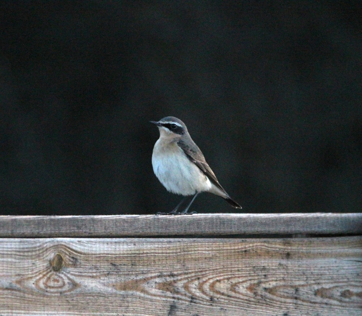 eBird Checklist - 18 Mar 2024 - Cala Figuera (Santanyí) - 18 species