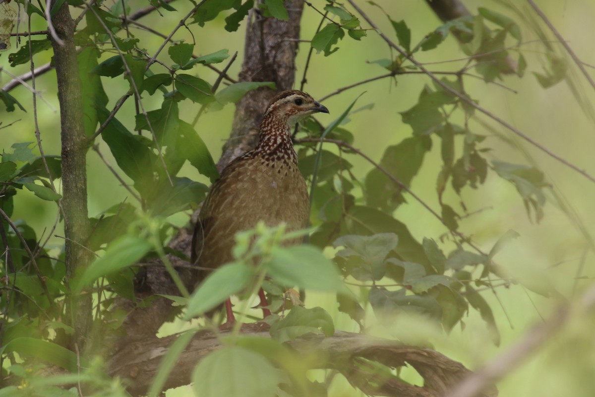 eBird Checklist - 17 Mar 2024 - Ruaha NP - 95 species (+1 other taxa)