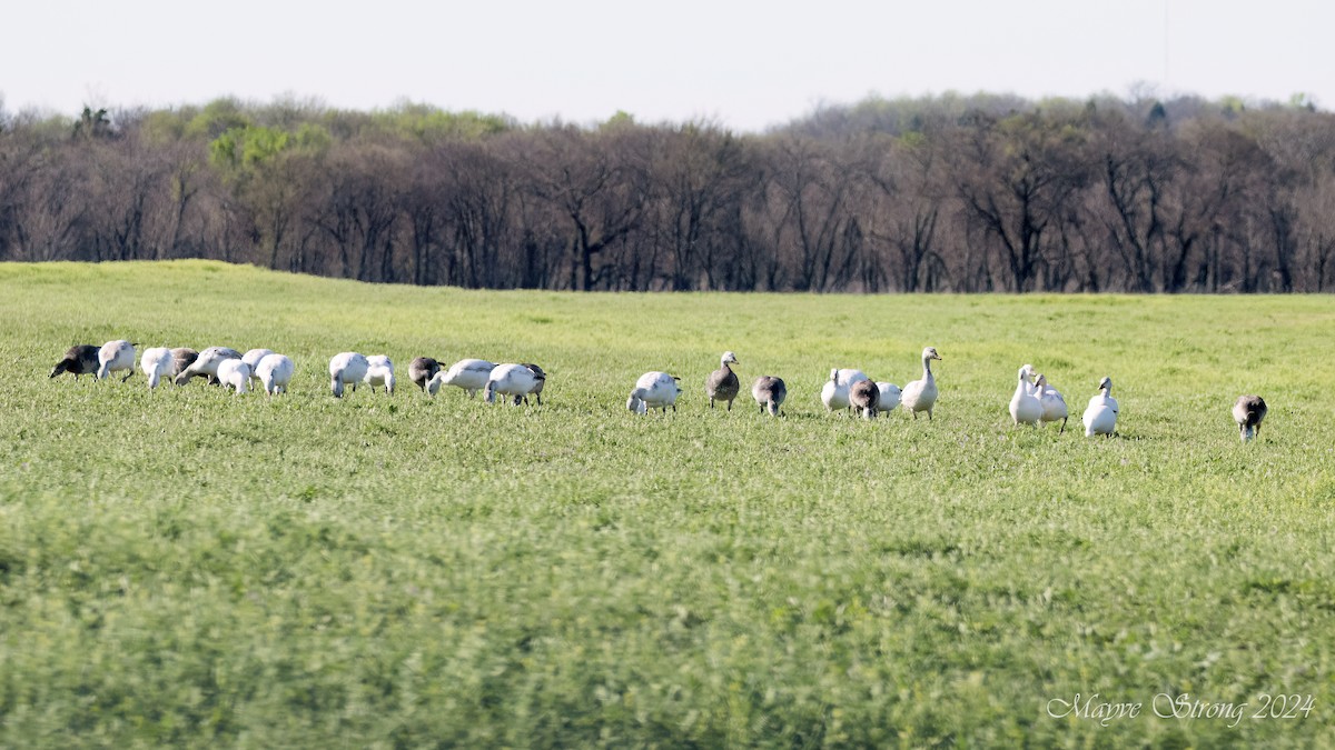 eBird Checklist - 18 Mar 2024 - Hagerman NWR - 58 species (+1 other taxa)