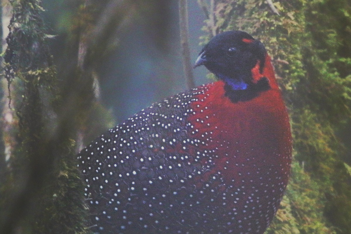 eBird Checklist - 9 Apr 2023 - Habre’s Nest - 25 species