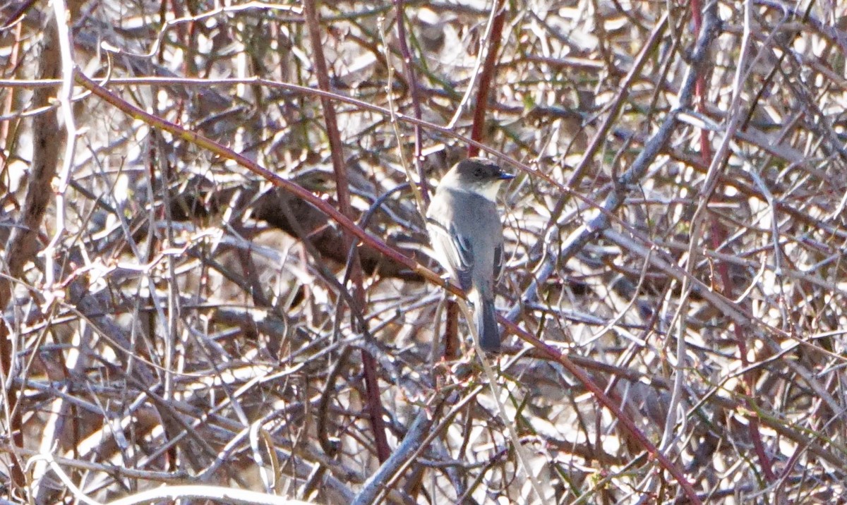 eBird Checklist - 18 Mar 2024 - Squaw Rock, Quincy - 18 species