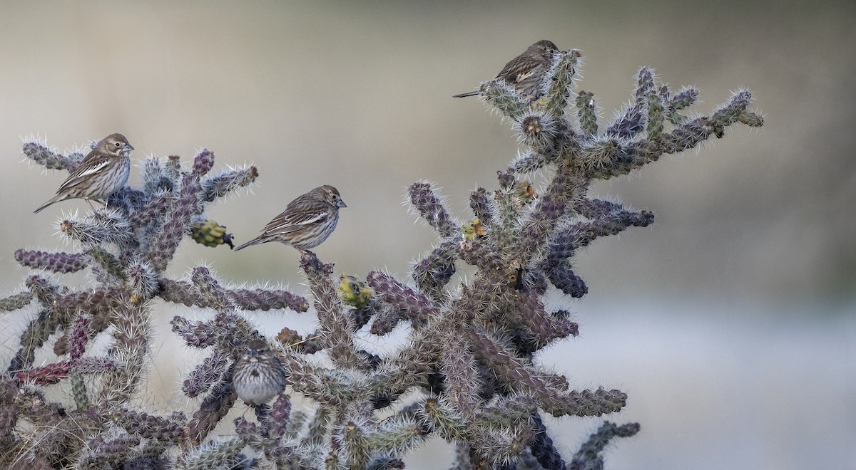 ML616229438 - Lark Bunting - Macaulay Library
