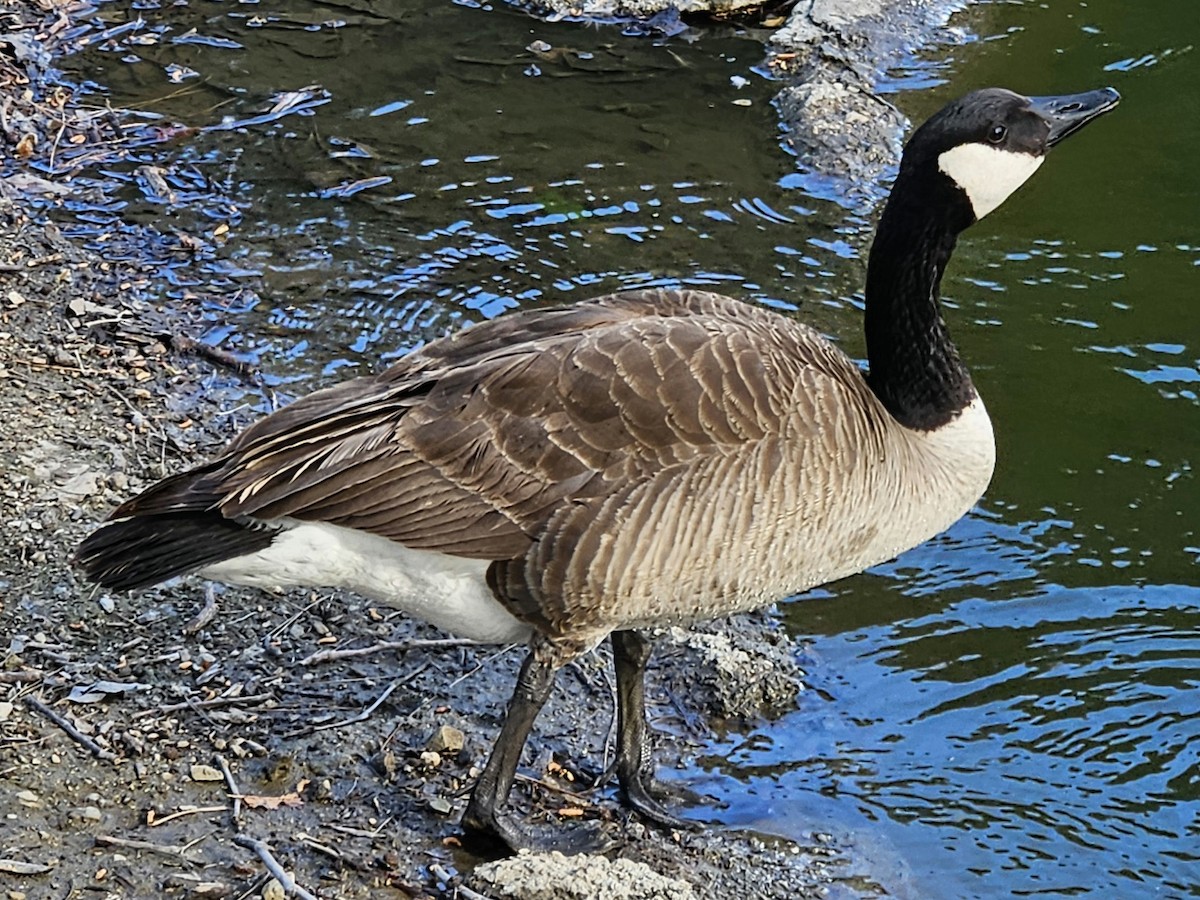 eBird Checklist - 18 Mar 2024 - Rancho Simi Community Park - 21 species ...