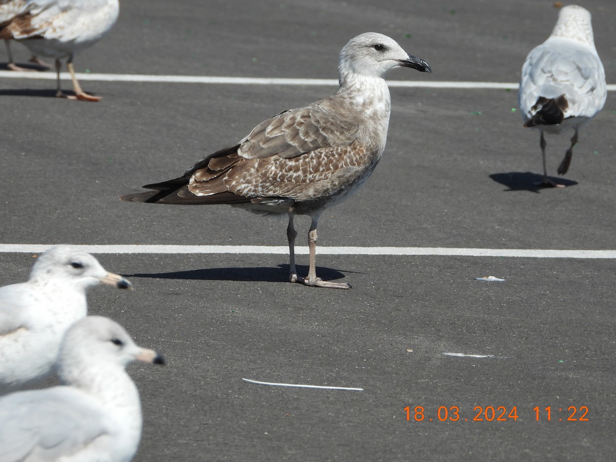 eBird Checklist - 18 Mar 2024 - Grapevine Lake—Oak Grove Park—Sand Bass ...