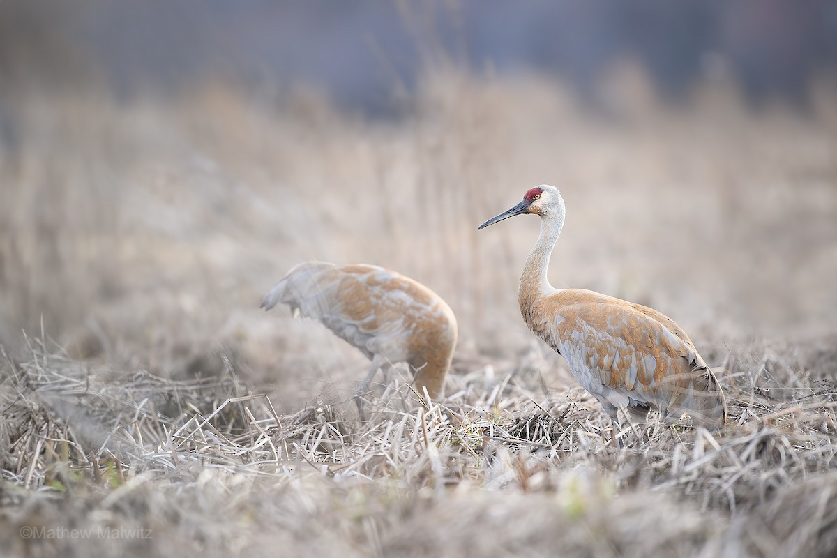 eBird Checklist - 18 Mar 2024 - Wallkill River NWR--Liberty Marsh ...