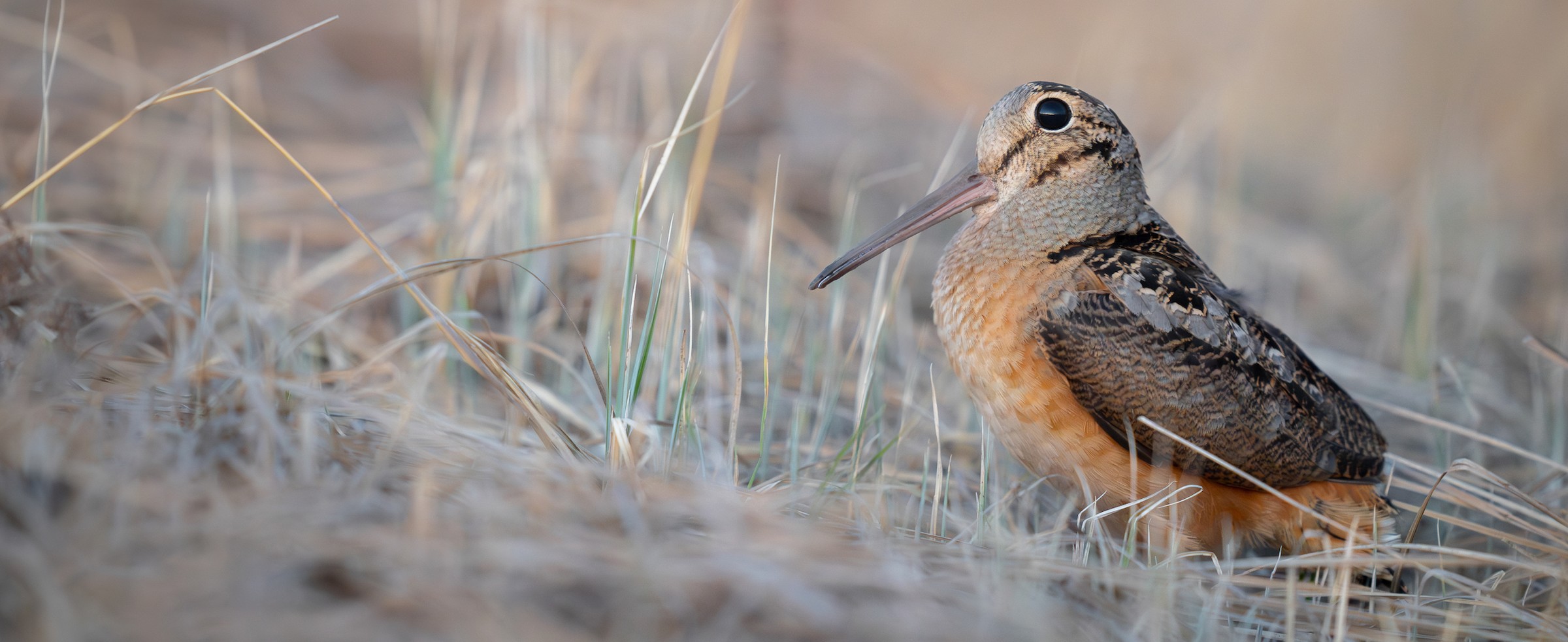 Birds of the World - Cornell Lab of Ornithology