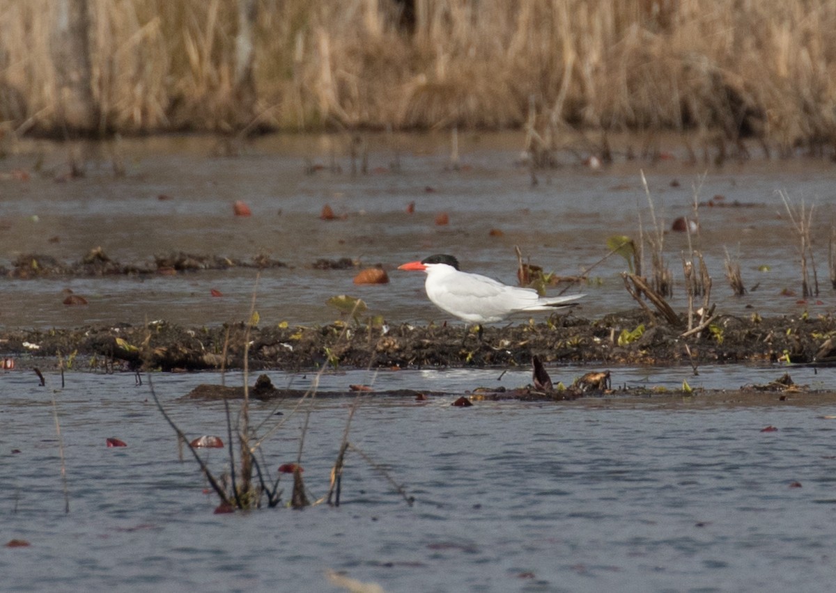 eBird Checklist - 20 Mar 2024 - Home Depot Pond (Harford Co.) - 14 species
