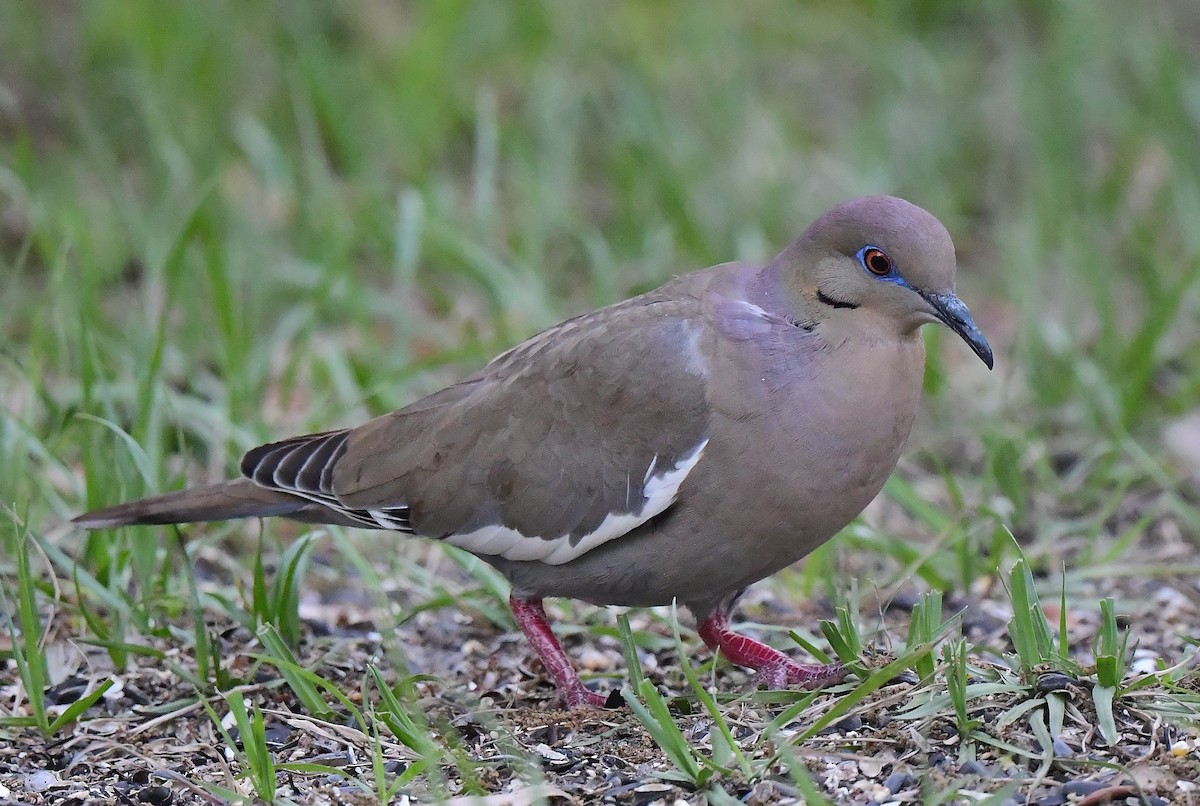 eBird Checklist - 20 Mar 2024 - Private Personal Residence, NE, St.Pete ...