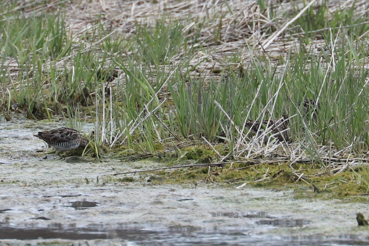 Pennsylvania Bird Atlas Checklist - 20 Mar 2024 - Fairbrook Wetlands - 14 species